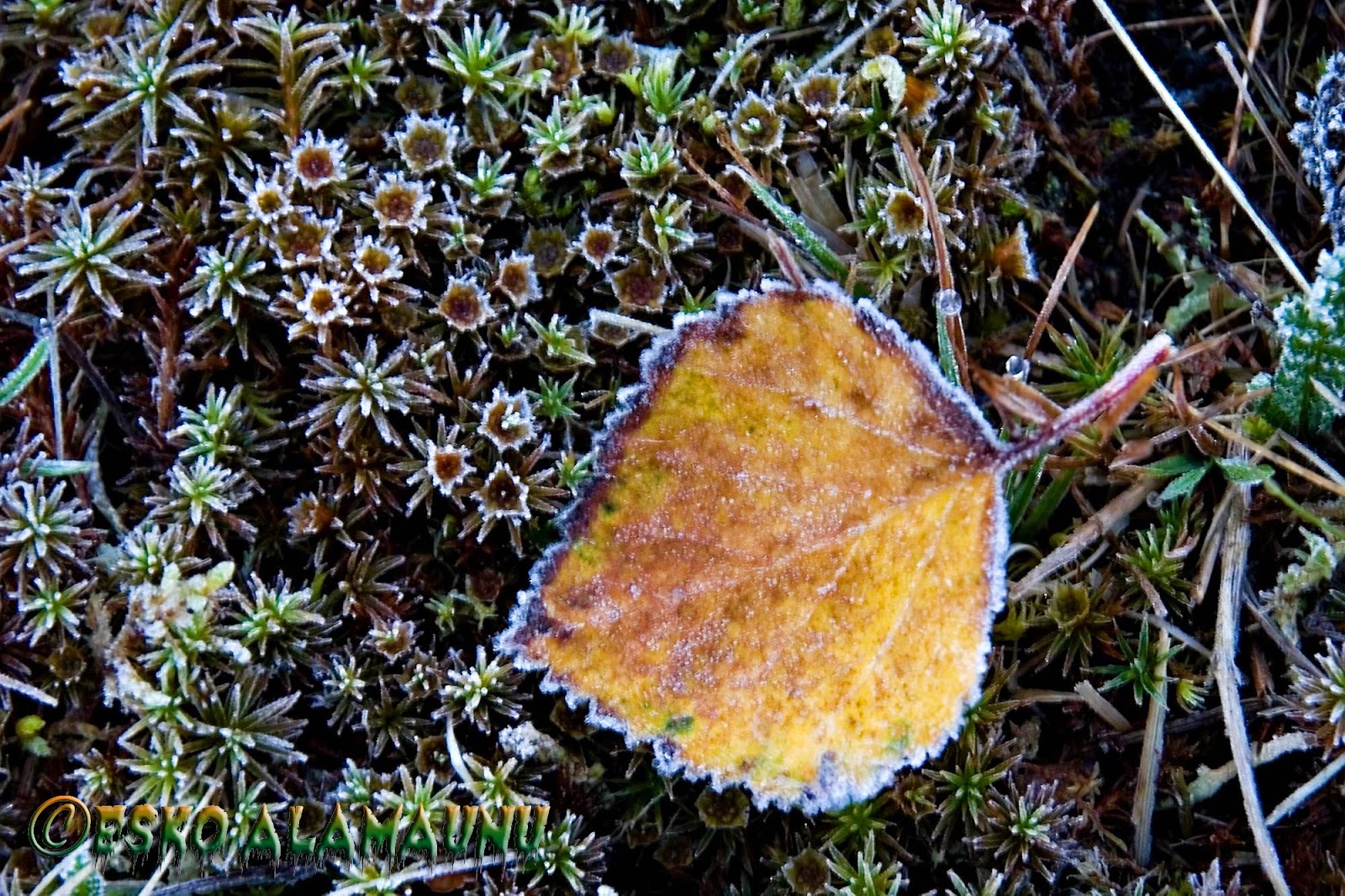 Eko-Kuvia: PAKKANEN...