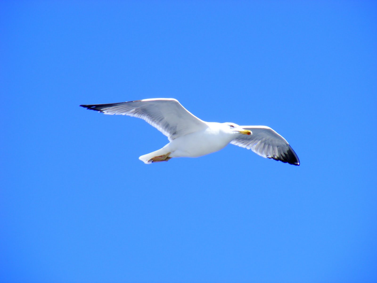 Fotografie: Pescarusi