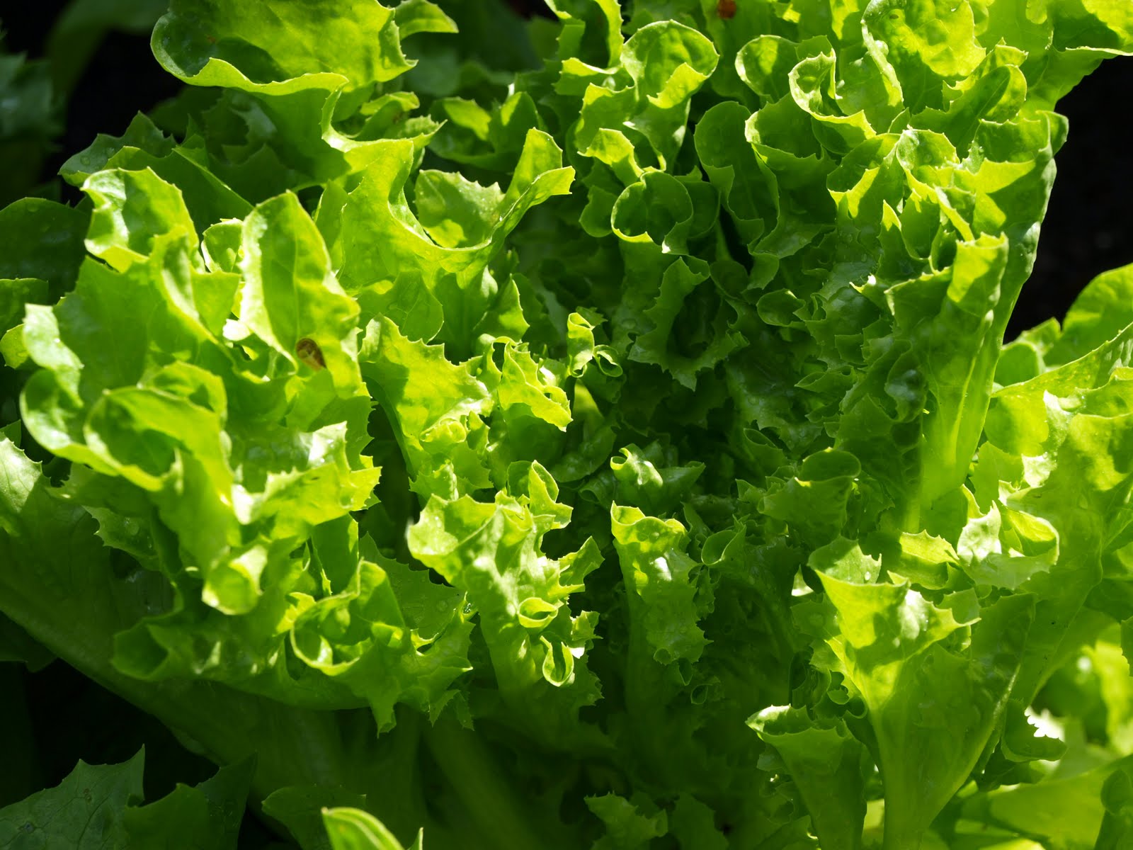 Mark's Veg Plot: Further studies in Light and Shade