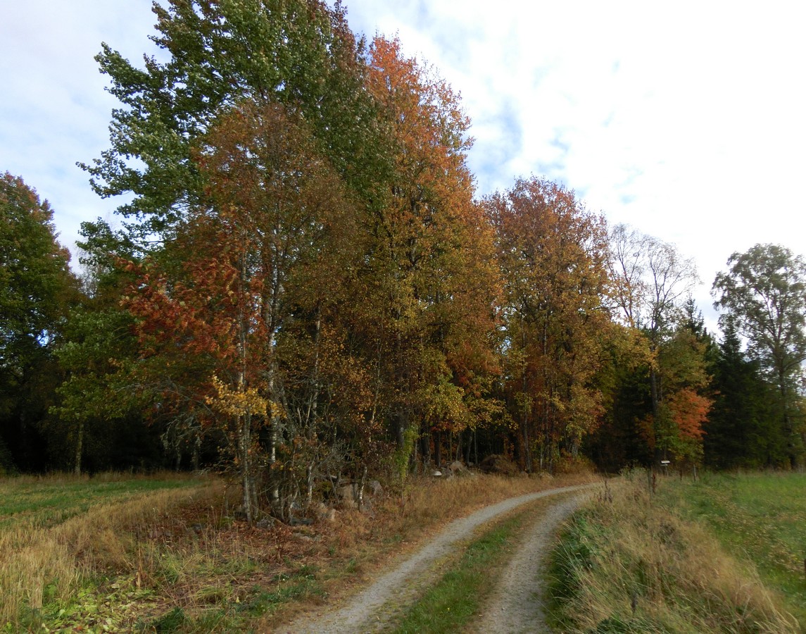 Femfemman: Mässor, massor, magneter mm