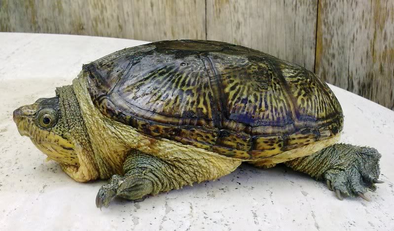 Tortugueros Maniáticos: CLAUDIUS ANGUSTATUS (Tortuga Chopontil)