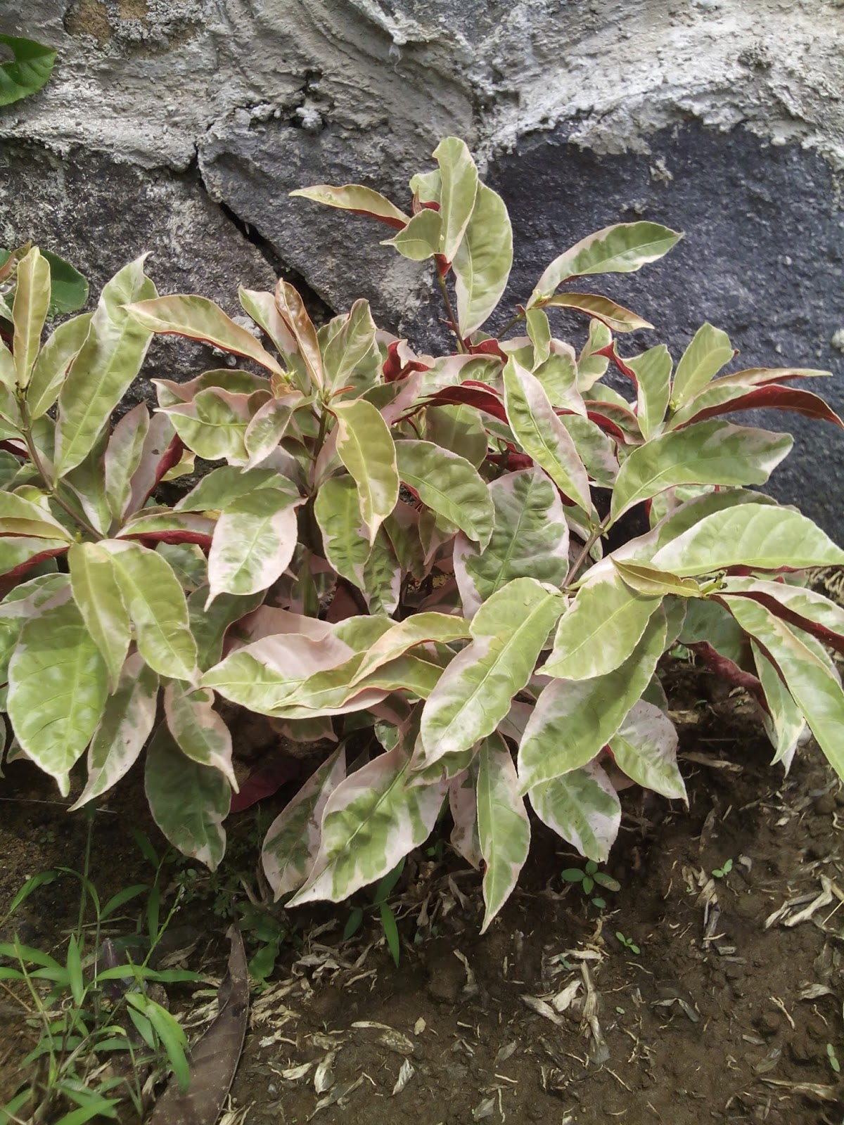 3 jenis tanaman hias murah (tapi tidak murahan) - Rahmat Tahery