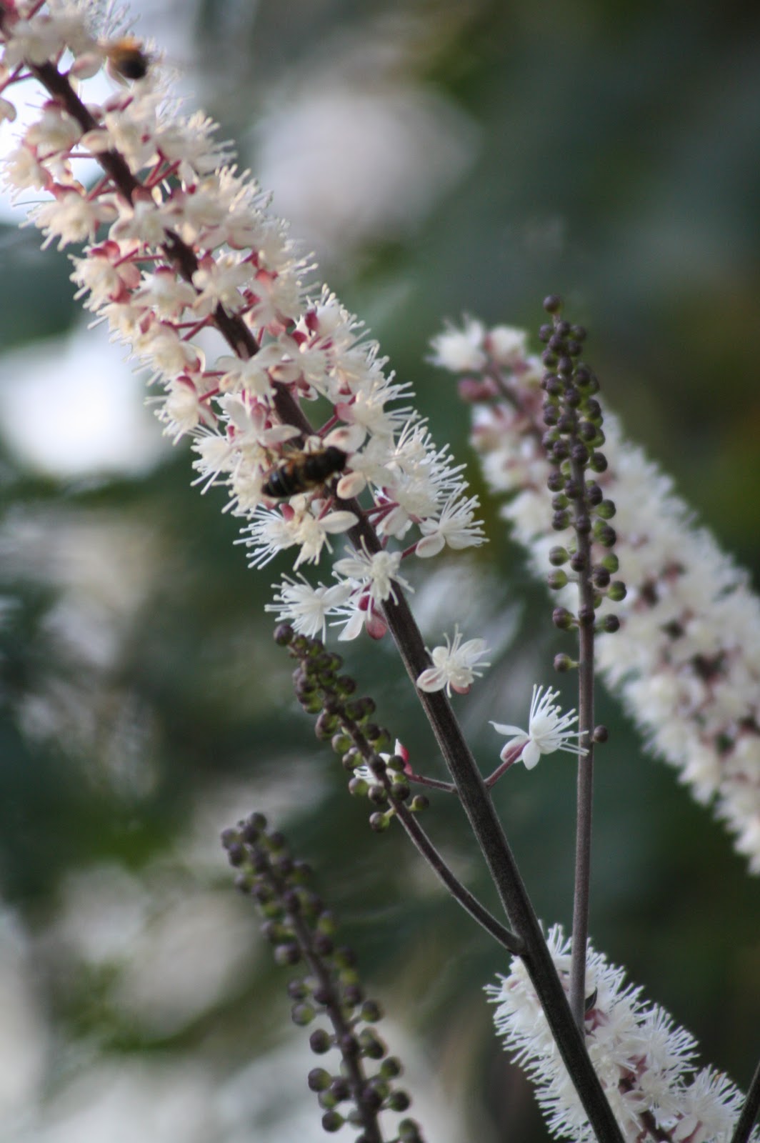 Rosor spetsar och rost: Silverax Brunette