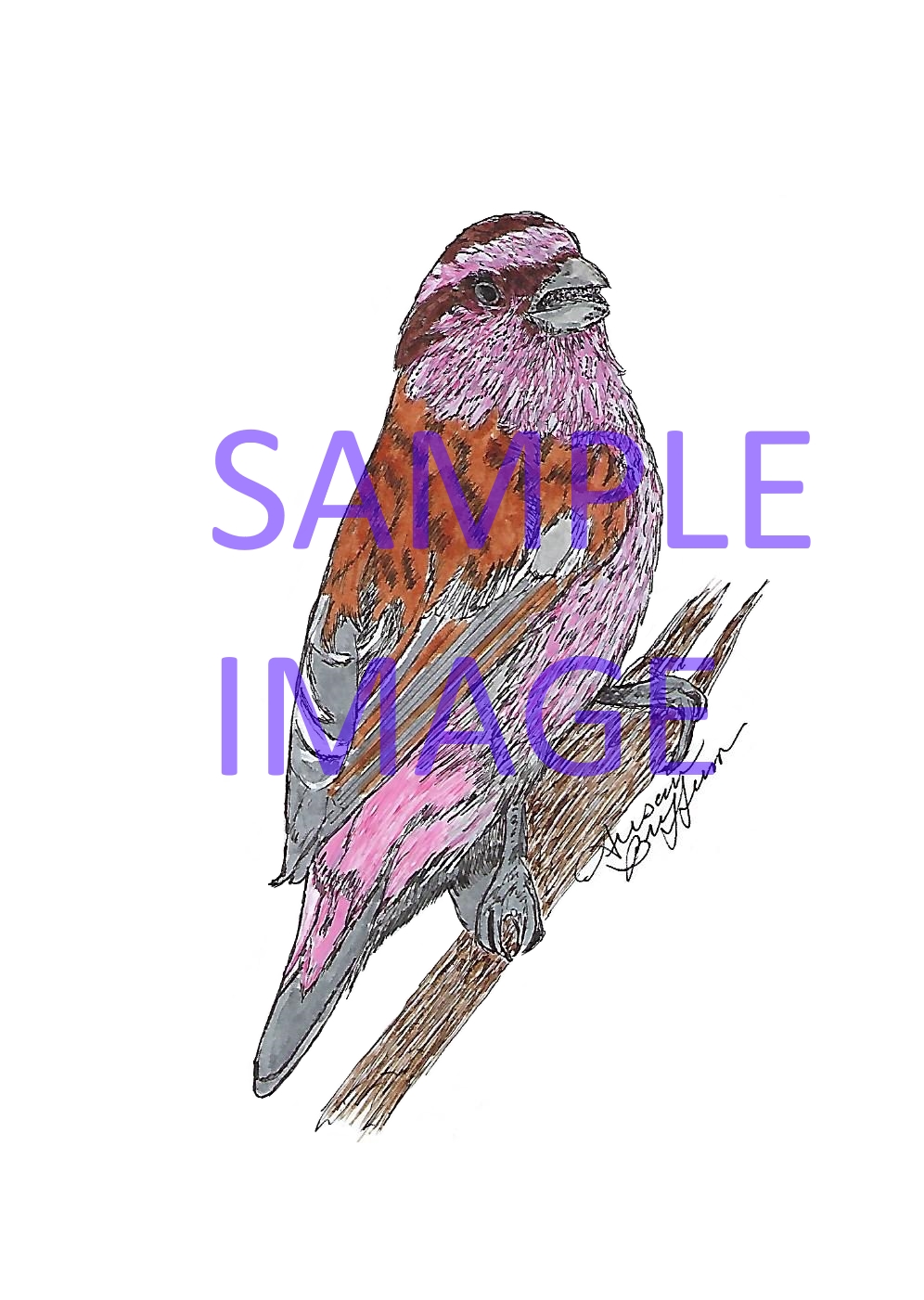 Susan Buffum- Author: Birds