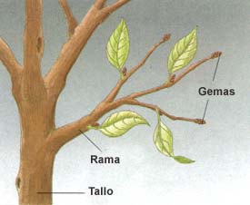 LA PLANTA Y SUS PARTES