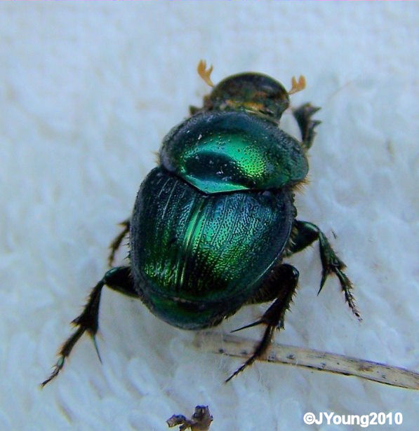 South African Photographs: Dung Beetle (Proagoderus aureiceps)