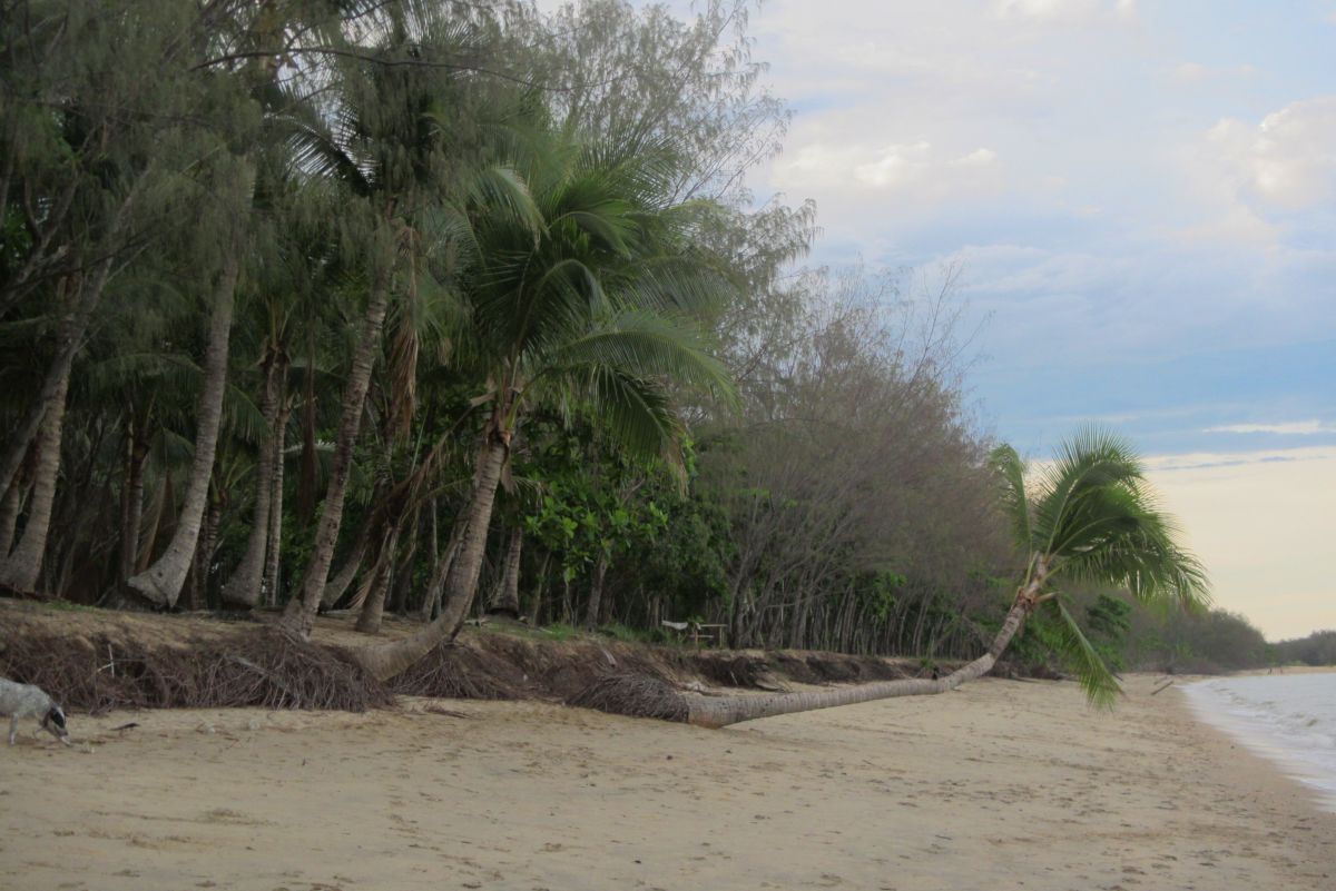 Queensland Coast: What Beach Vegetation was like 30 Years Ago