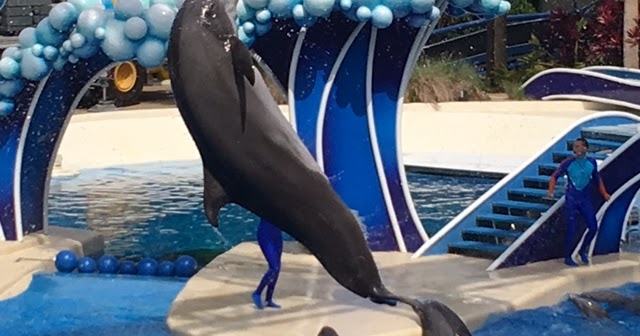 Flavorful Excursions: Top 5 favorite things at SeaWorld Orlando