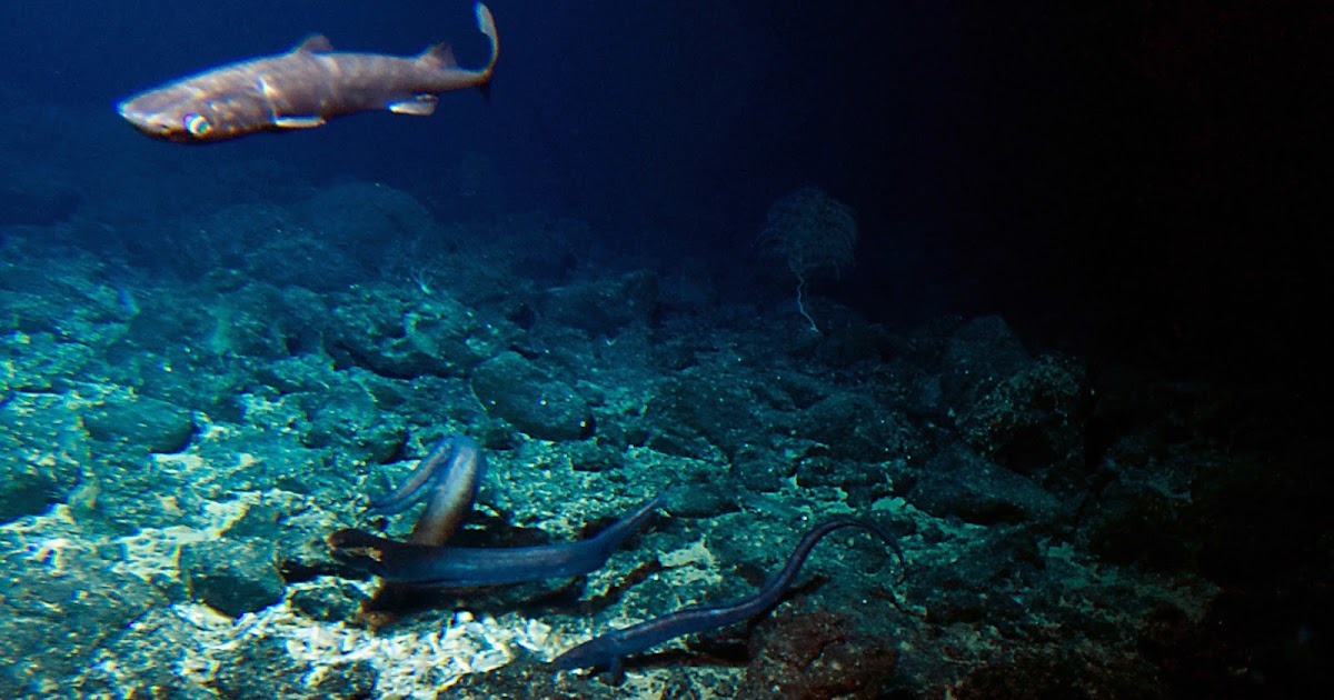 Newly discovered Deep-sea volcano a hotspot for mysterious life ...