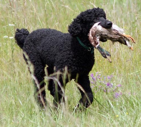 Time For Poodles And Friends: The Historical Retriever