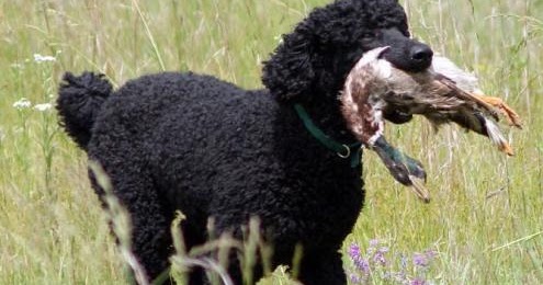 Time For Poodles And Friends: The Historical Retriever