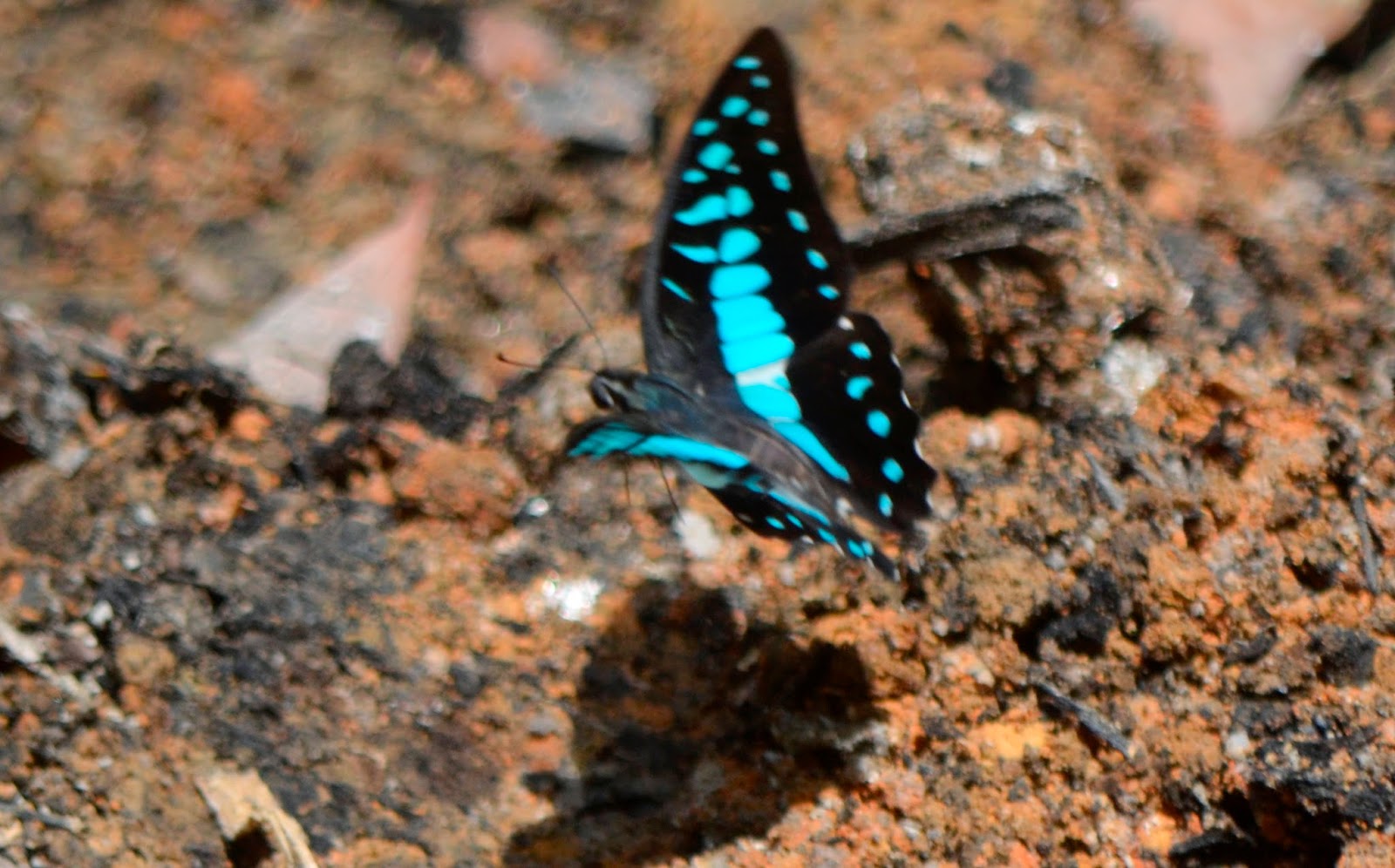 The Kambatik Park, Bintulu.: Butterfly watch album - Common Jay ...