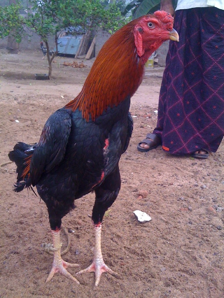 KING GHAZI: Indian Asil