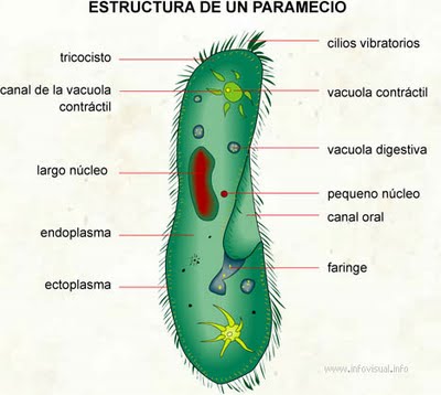 reino protista: estructura de organismos