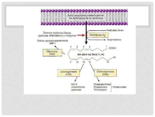 De Moléculas y de la Vida: Acción de los prostanoides en procesos ...