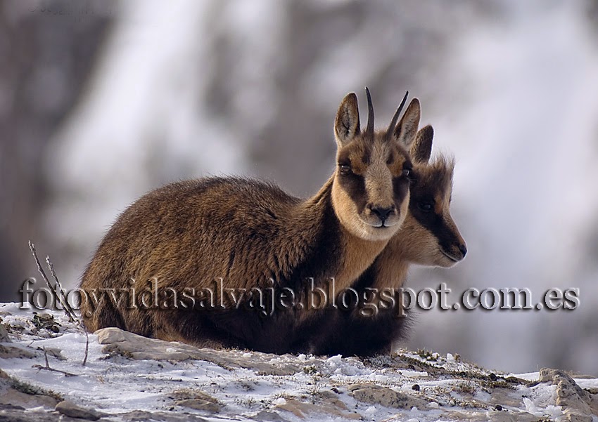 FOTO Y VIDA SALVAJE: El rebeco cantábrico (Rupicapra pyrenaica parva)