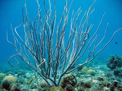 Real Monstrosities: Gorgonian