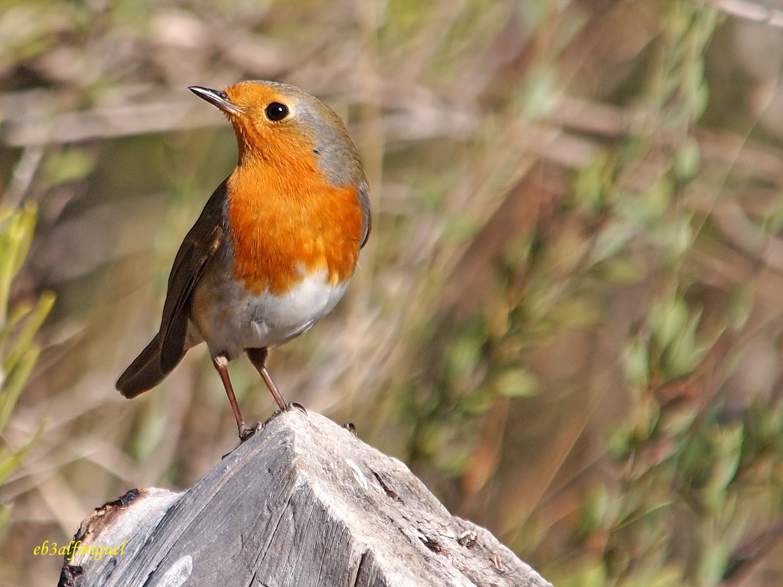 Miguel fotografia: Petirrojo europeo (Erithacus rubecula