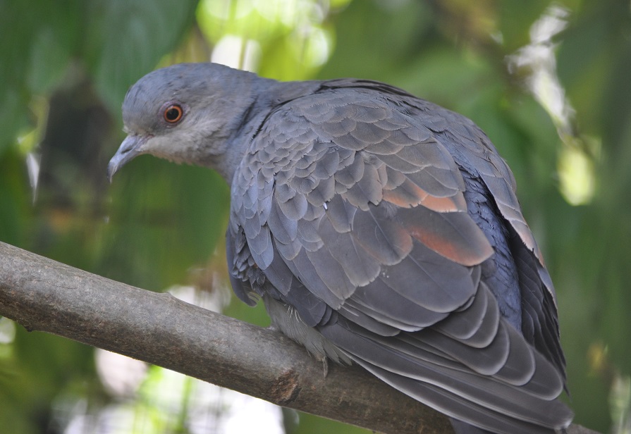 ZOOTOGRAFIANDO (5.836 ANIMALS): TÓRTOLA OSCURA / DUSKY TURTLE-DOVE ...
