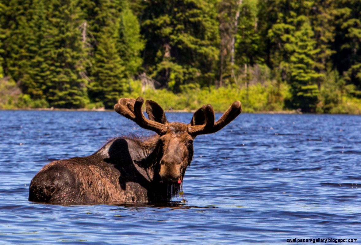 Canada Wildlife | Wallpapers Gallery