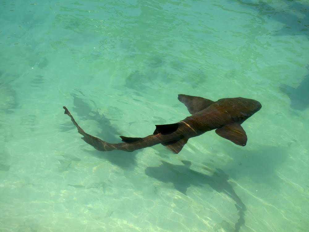 Nurse shark | The Biggest Animals Kingdom