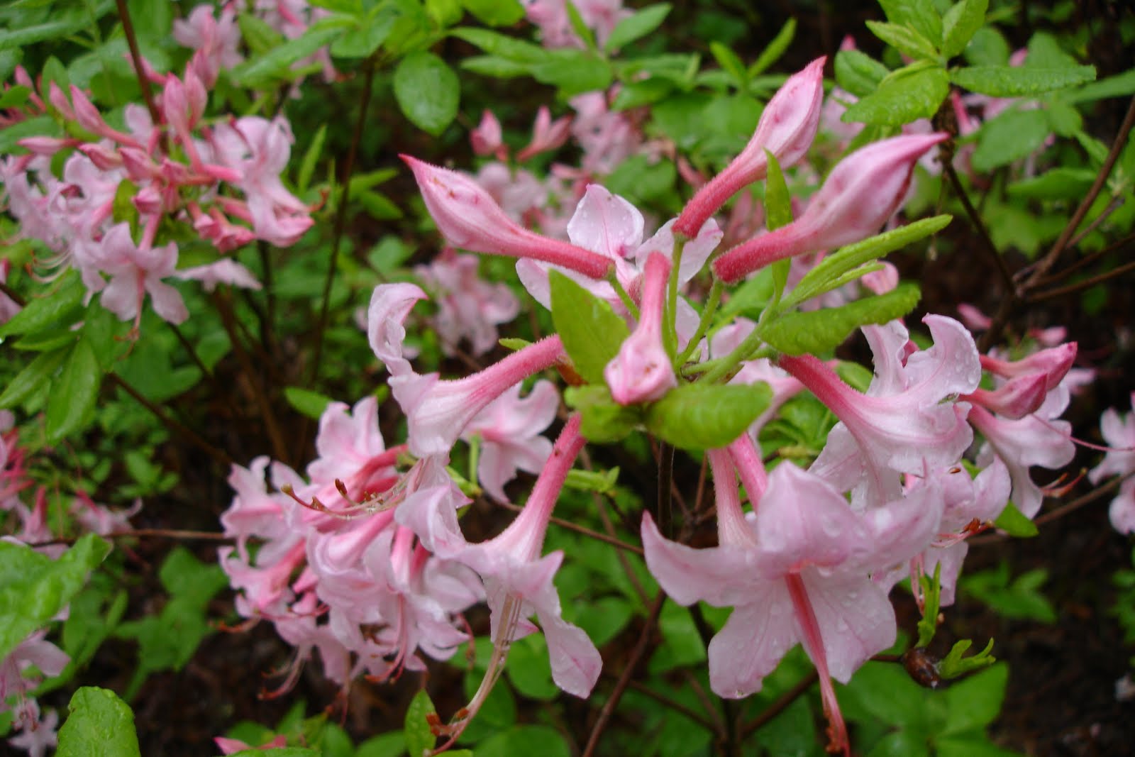 Mountain Springs Notebook: Visions of Flowers Dancing in My Head