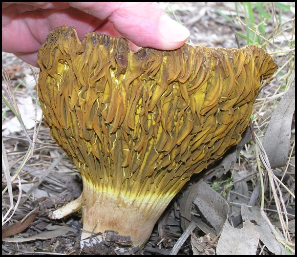 Australian Fungi - A Blog: #51 Phylloporus rhodoxanthus
