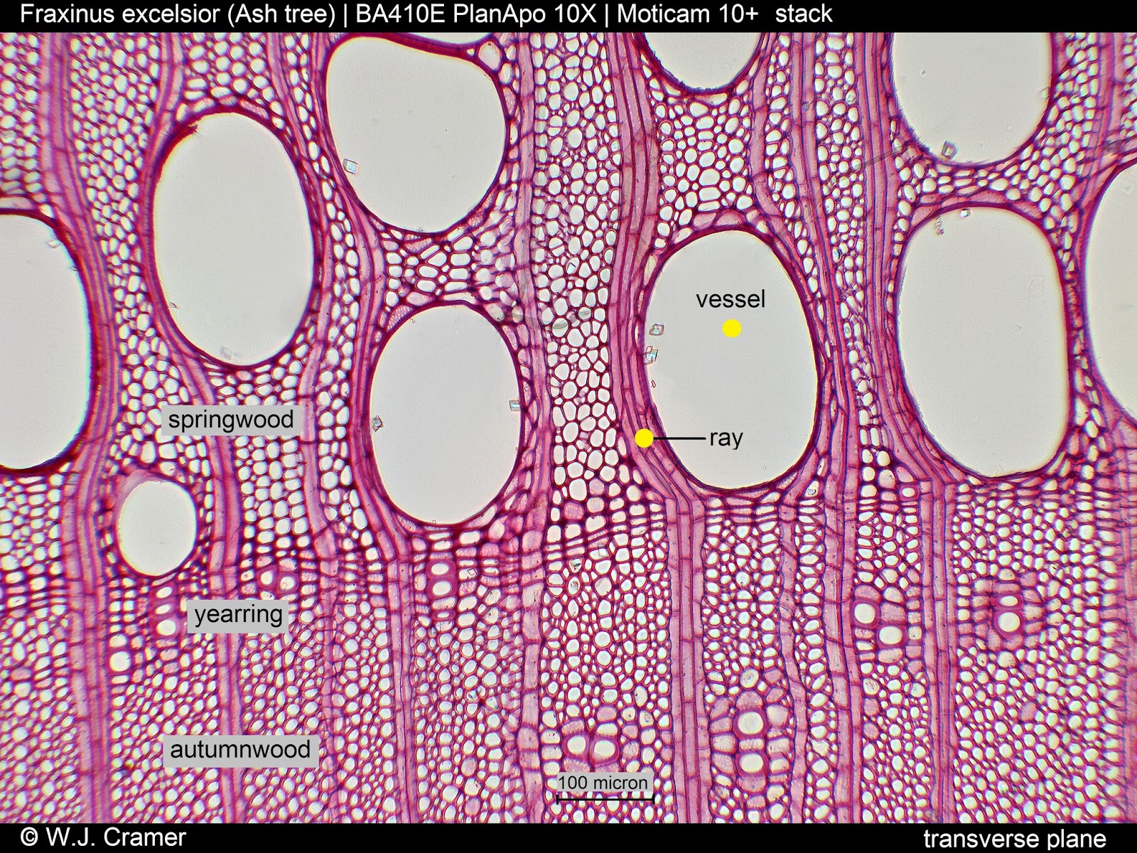 Motic Europe | Blog: Wood Collectors?