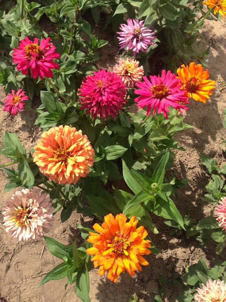 west hawthorne place: the beauty of greenbluff