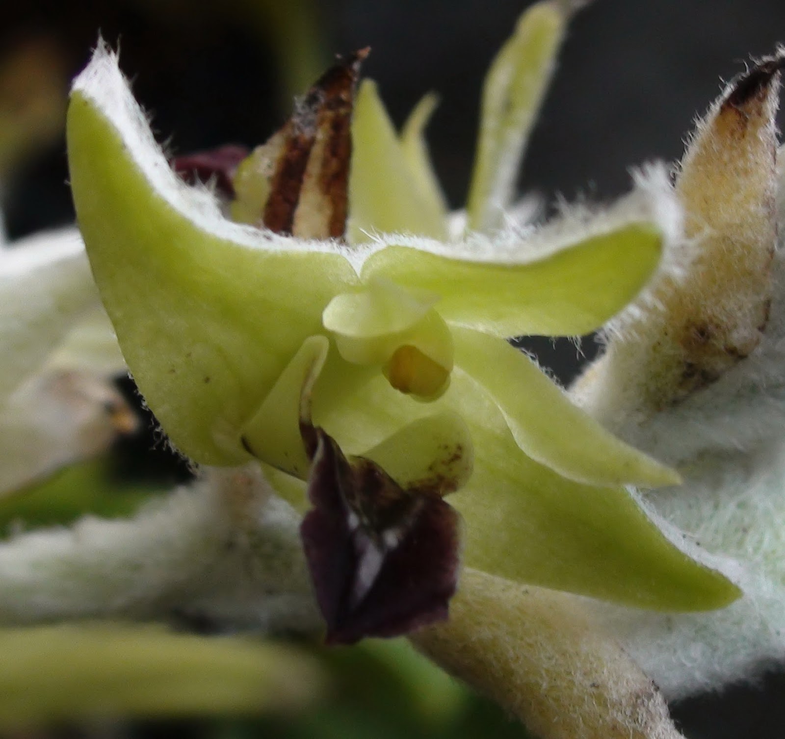 Wild orchids in sumatra: Eria albidotomentosa (Blume) Lindl., 1830
