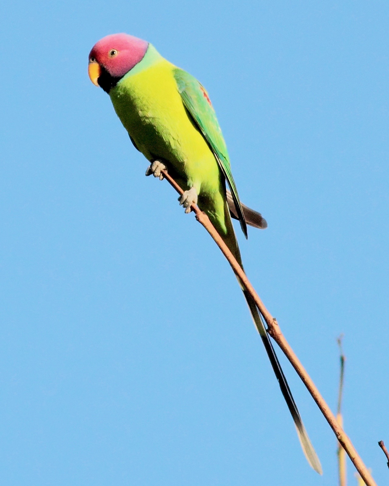 MOUNT ABU BIRDS MY PERSONAL COLLECTION: MOUNT ABU BIRDS MY PERSONAL ...