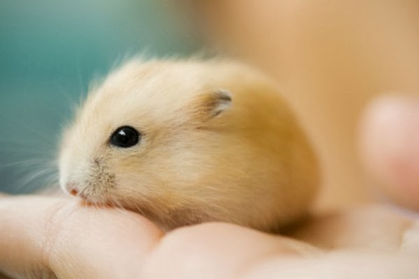 Vida de Hamster: Dentinhos: Crescem sem Cessar