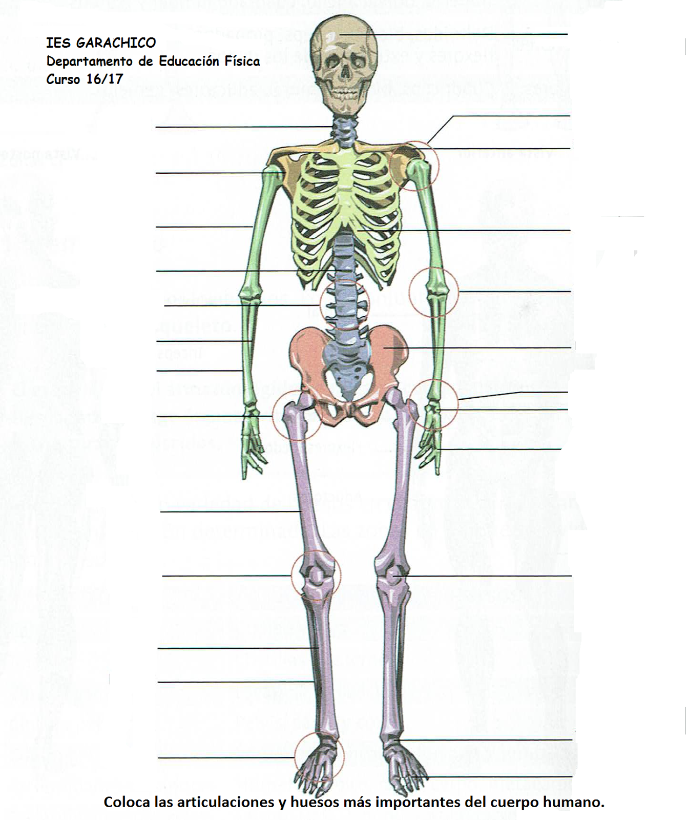 Partes Del Sistema Locomotor Ara Blog