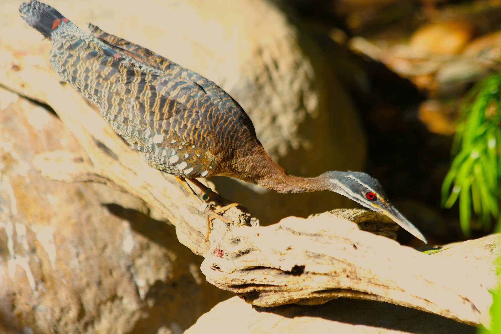 Feathers and Figments: Meet the Sun-Bittern