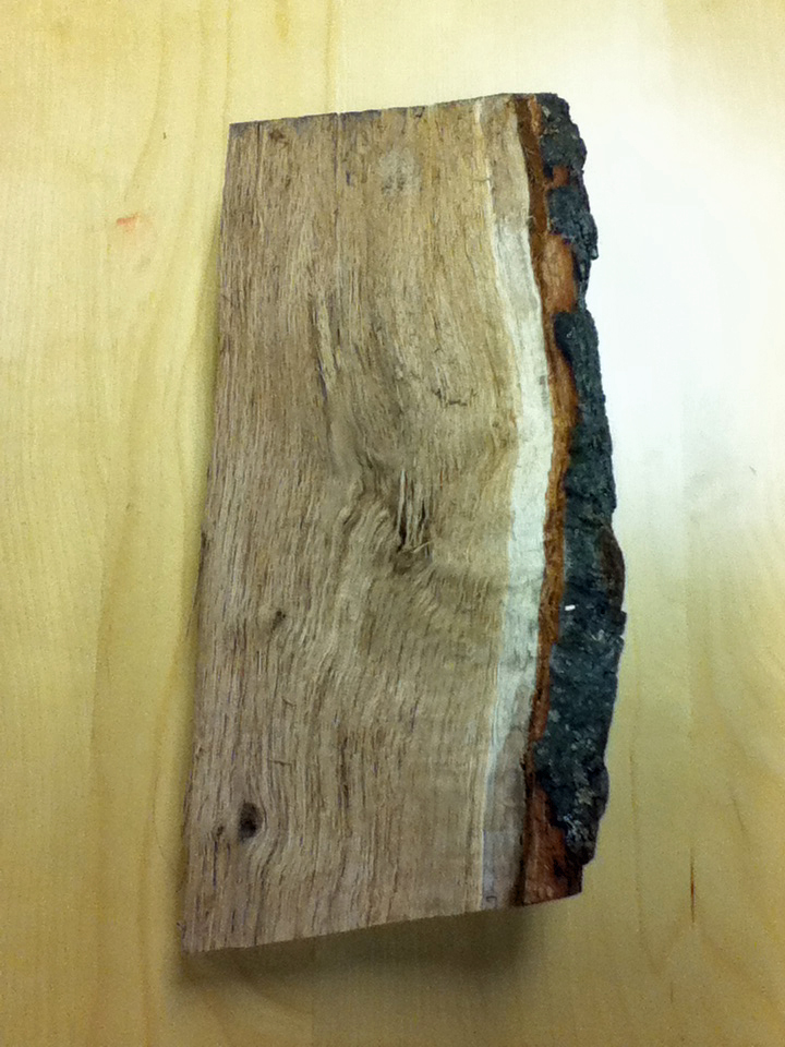 Tree Care Canada: The Joy of Wood Anatomy