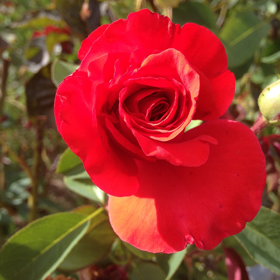 McPaynes: Doing Our Best - Dibbing & Dobbing