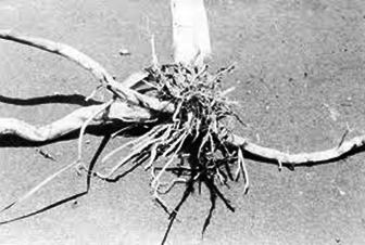 Banco Terminológico: Rizoma