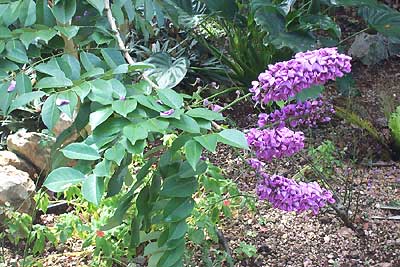 Reforestation and the Medicinal Uses of Trees -Liliana Usvat Research ...