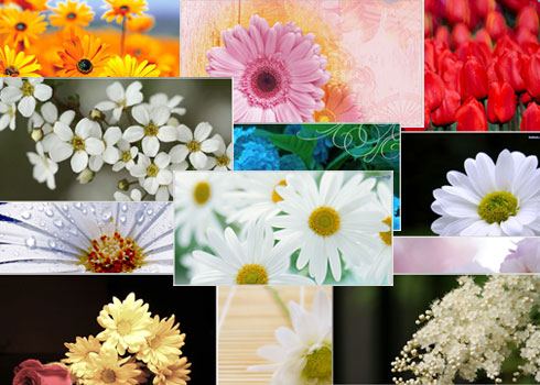 All photos gallery: Free flower wallpaper, free flowers wallpaper