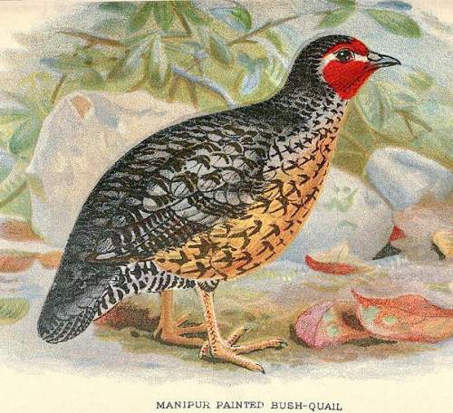 List of Indian quails - Images | Birds of India | Bird World