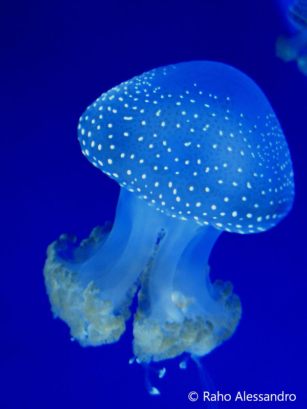 Necton e Plancton: Cnidari: Medusa Filloriza