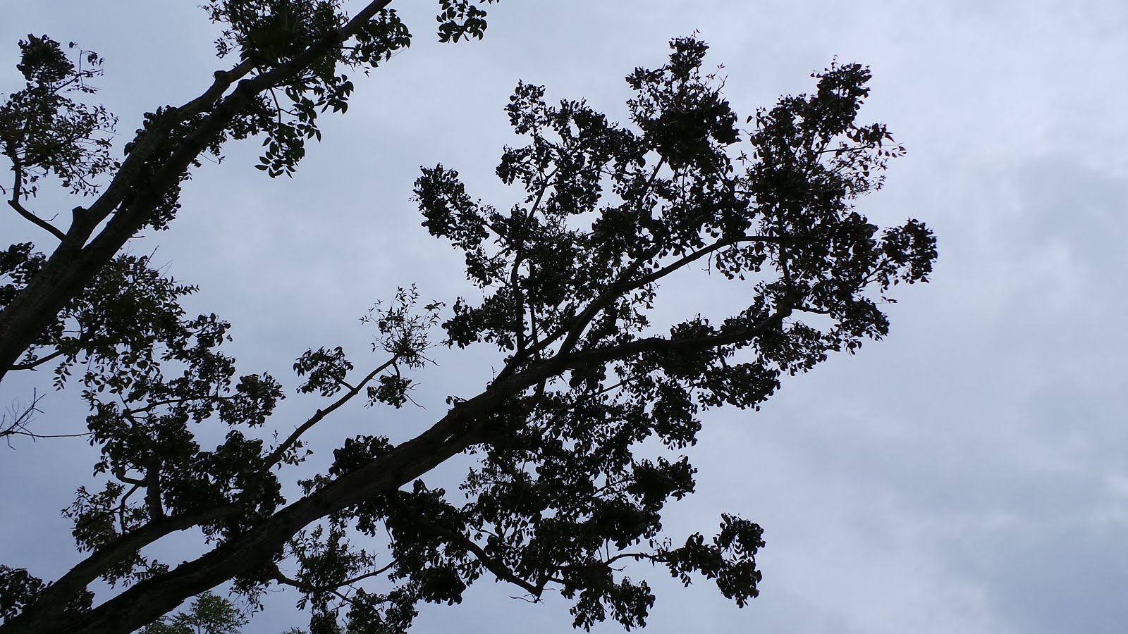 Lily Lee: Sketch guru and Paper artist app on samsung camera