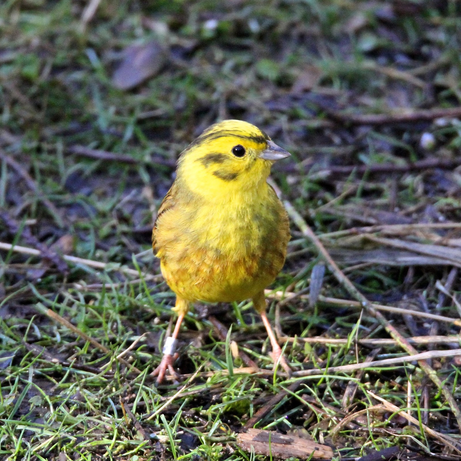 TrogTrogBlog: Bird of the week - Yellowhammer