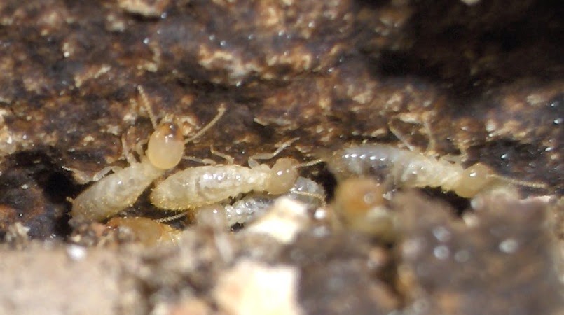 Plaguisur: ¿Cómo diferenciar una plaga de carcoma y una de termitas?