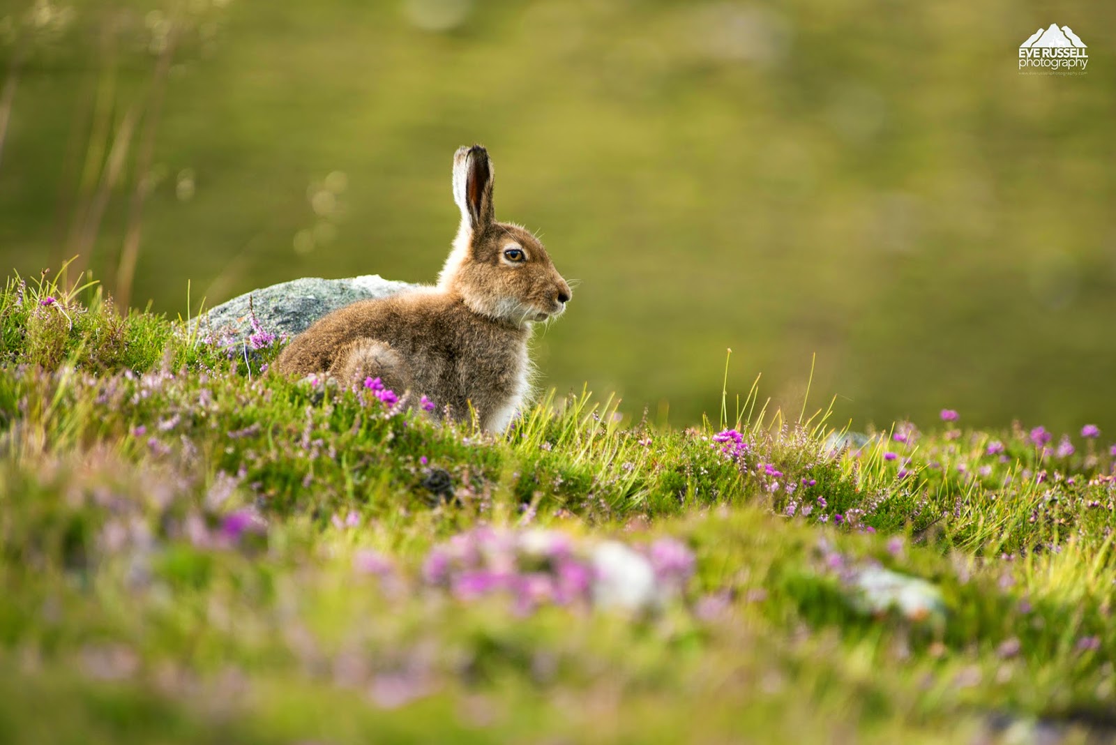 WILDWATCHER: AS YOU CAN TELL, A VERY IMPRESSED LOOKING (SUMMER ...