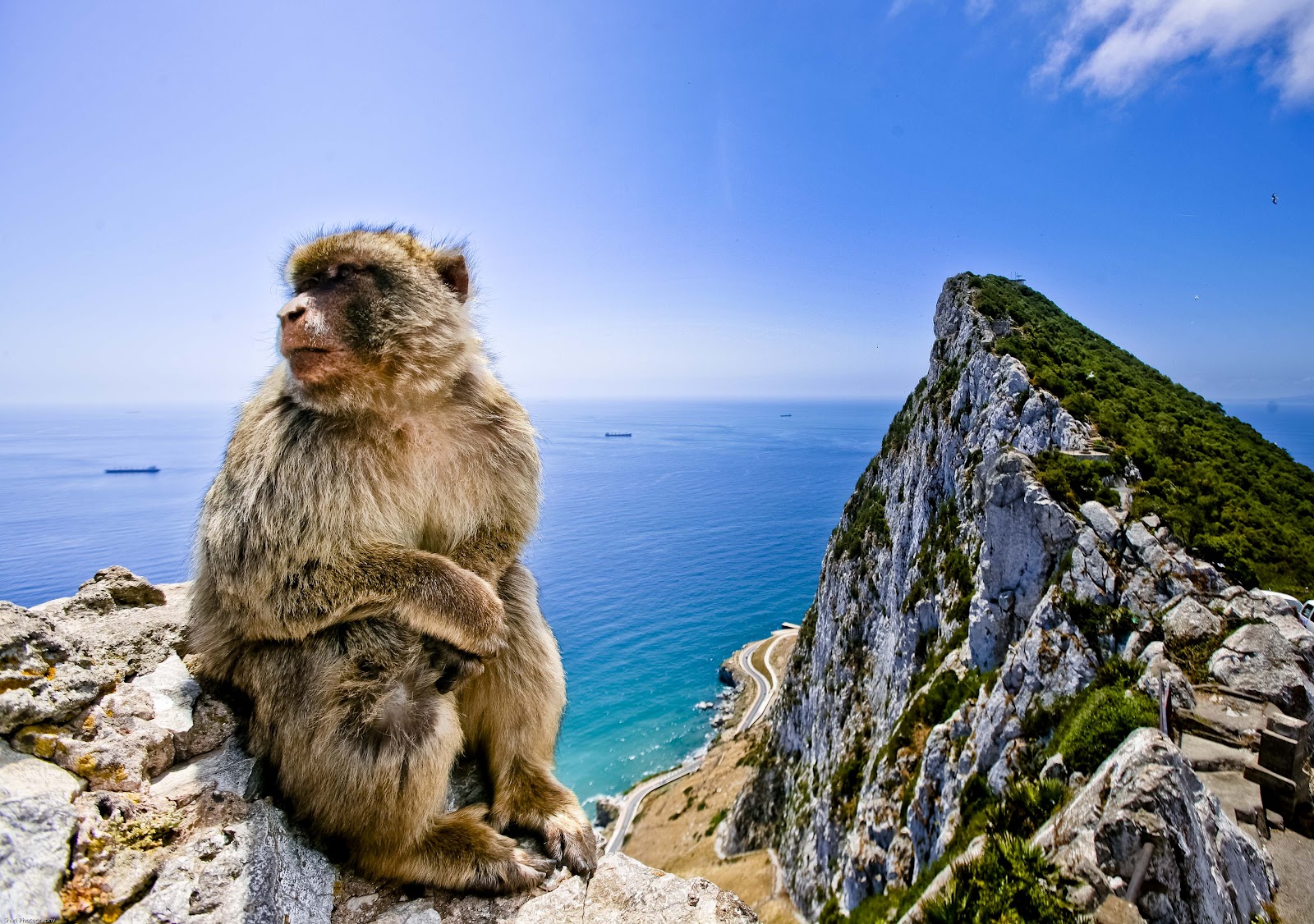 Shari Photography: Monkeys of Gibraltar