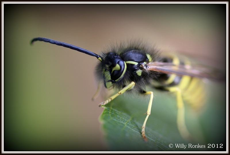 INSECTENWERELD: Gewone wesp