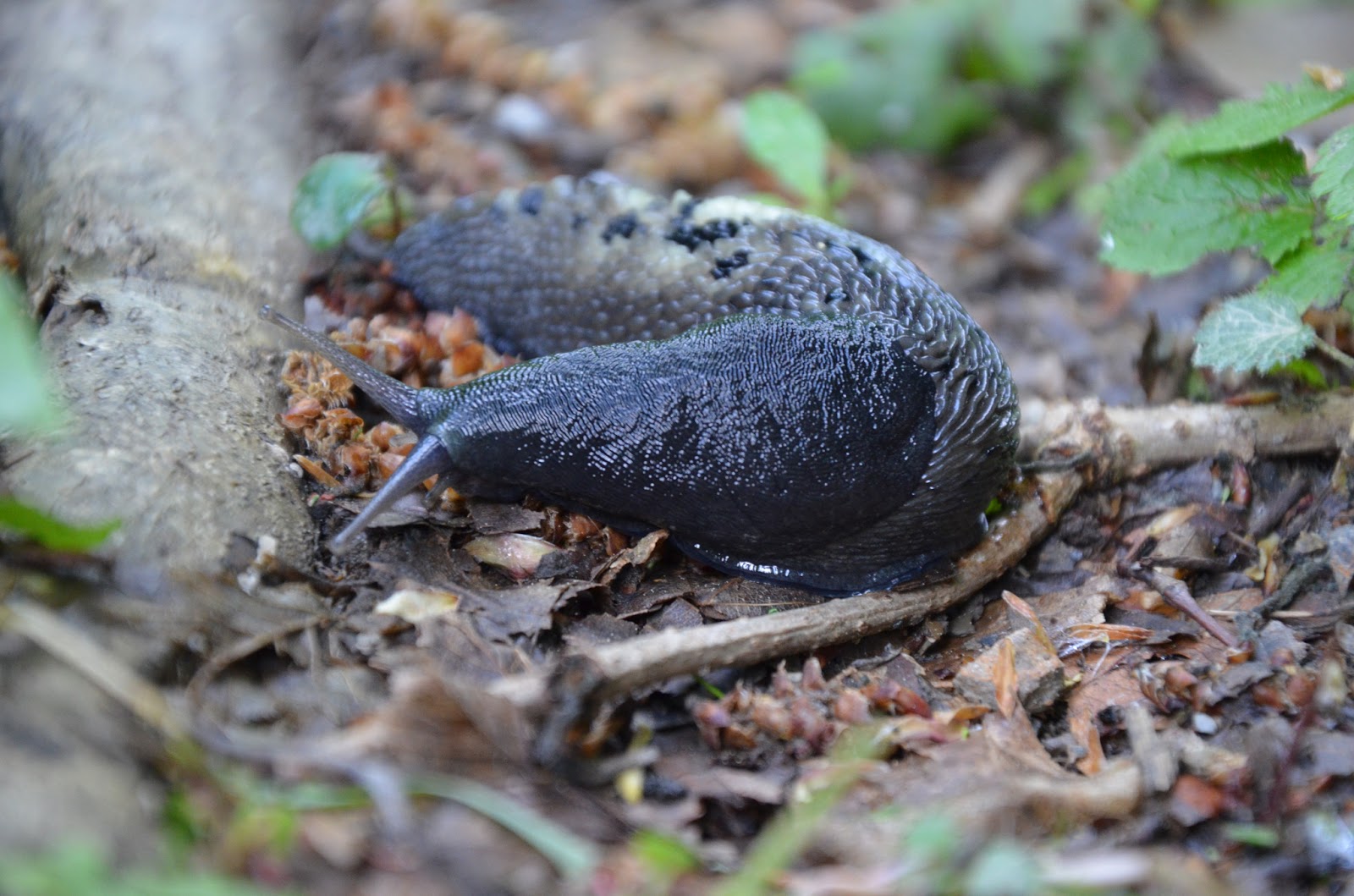 Čarovnije z male kmetije: Srečanje s polžem