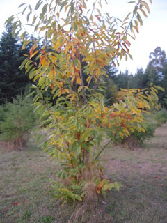 Bandon Berry Farmer: PRUNING CHESTNUT AND RED CEDAR TREES!!
