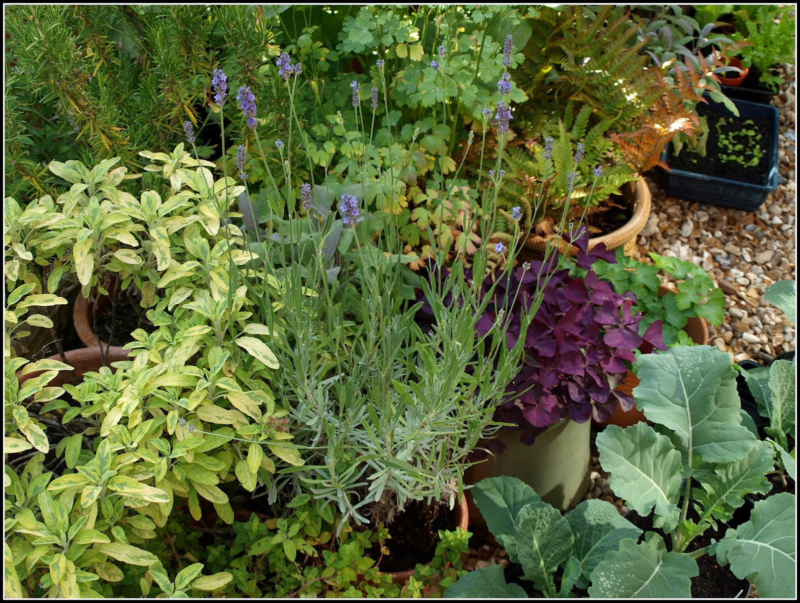 Mark's Veg Plot: What's new?